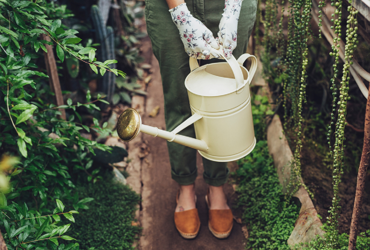 Como regar corretamente suas plantações: guia completo - Minha Hortinha ...